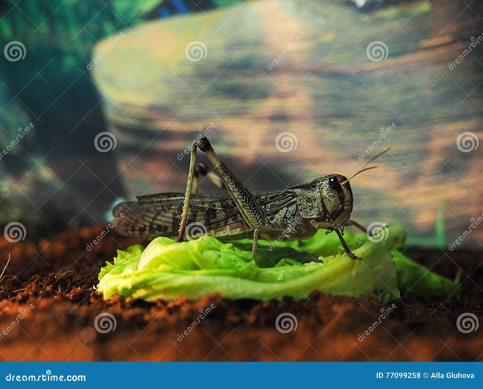 The locust close up stock photo. Image of closeup, macro - 77099258