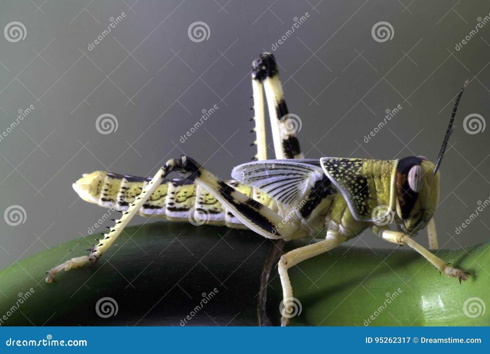 Locust stock image. Image of macro, natural, insect, nature - 95262317