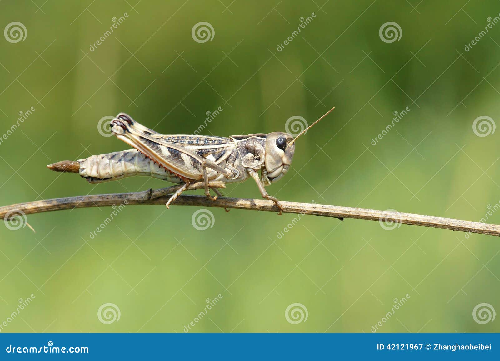 Locust stock image. Image of close, locusts, wildlife - 42121967