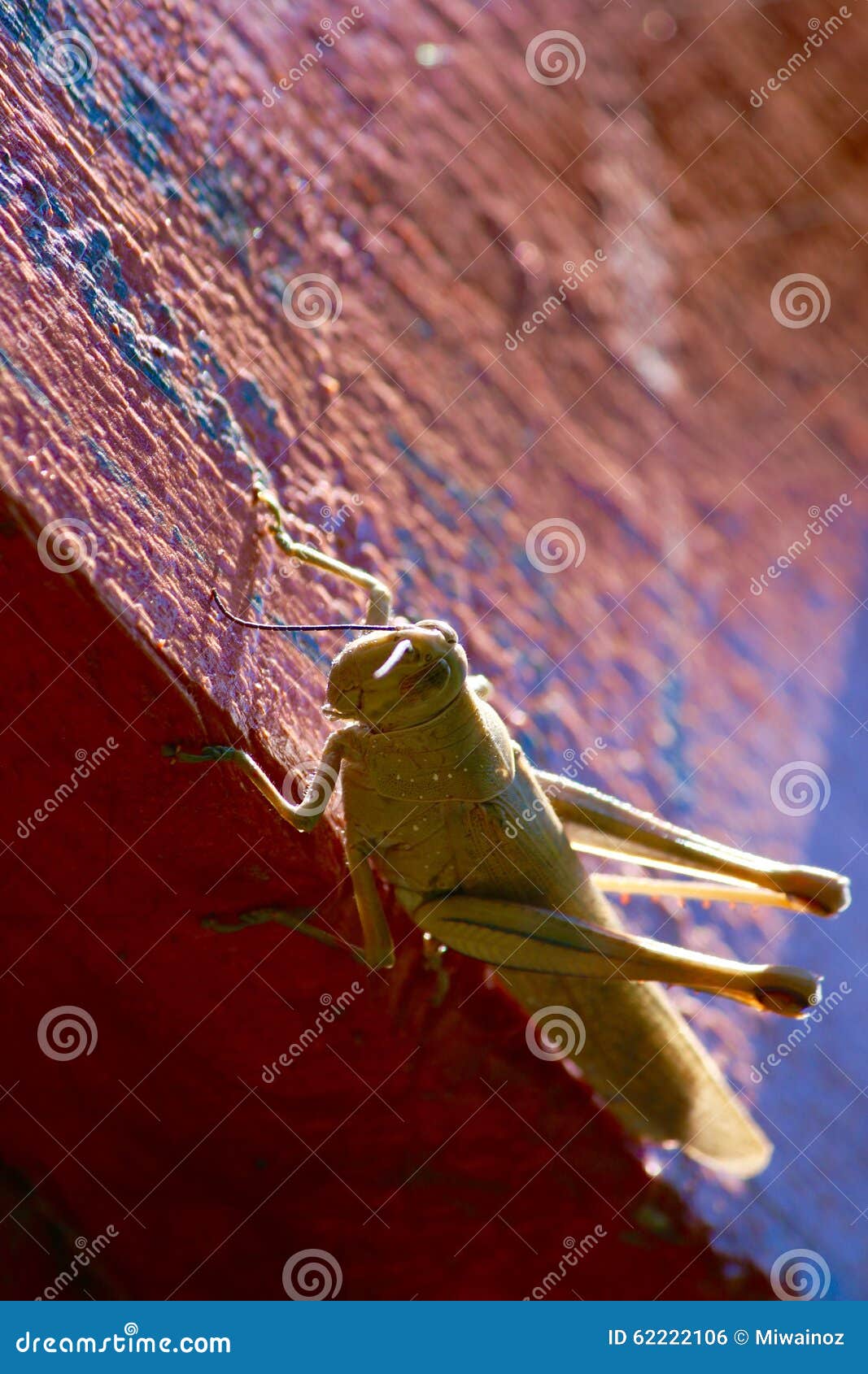 Locust stock photo. Image of insect, small, naturallight - 62222106