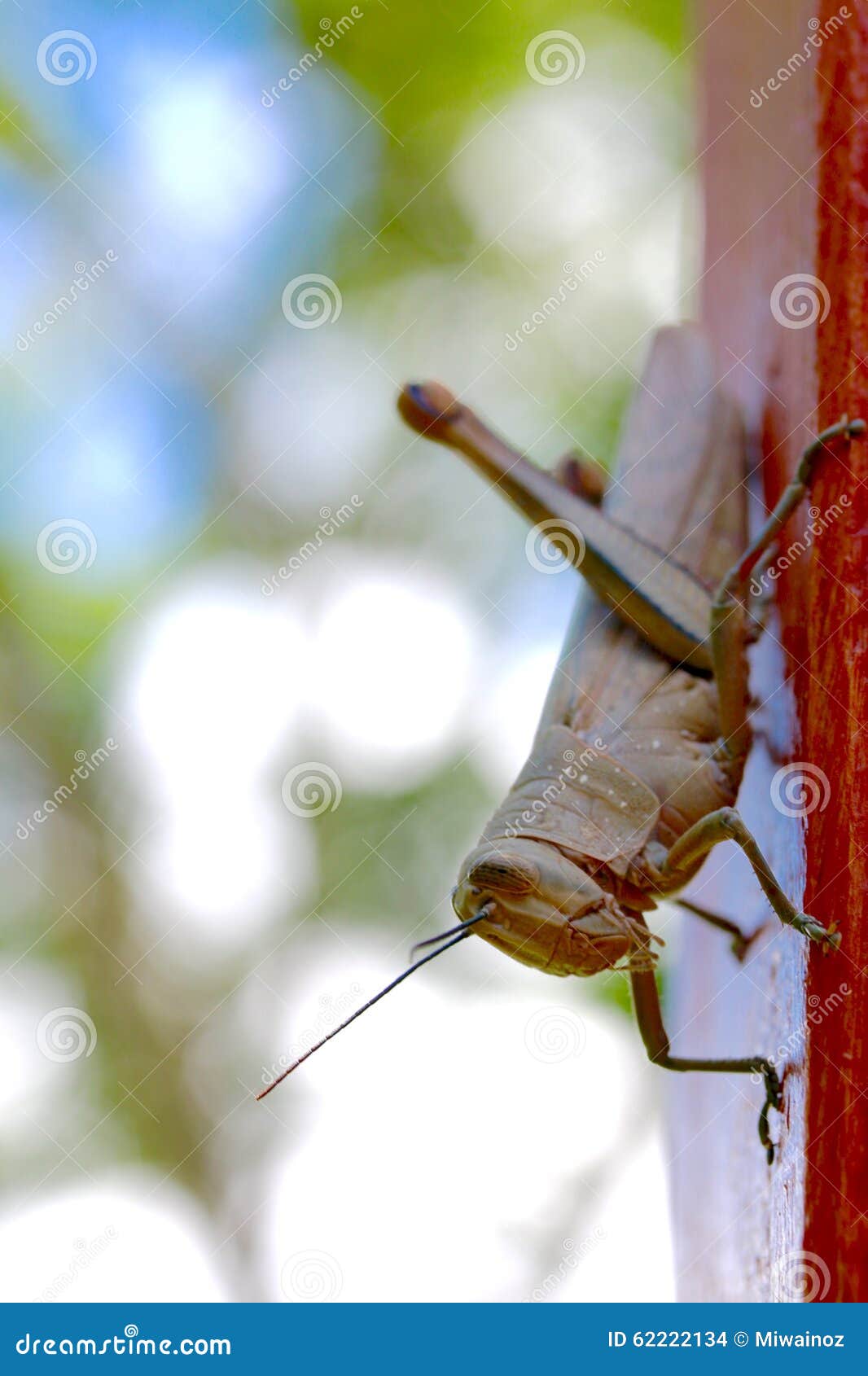 Locust stock photo. Image of life, small, wildlife, holding - 62222134