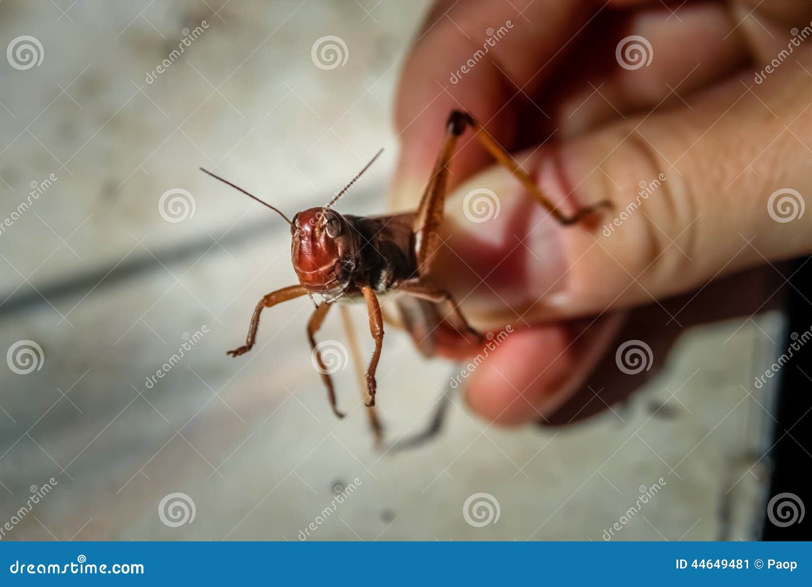 Locust close up stock image. Image of caelifera, devastate - 44649481