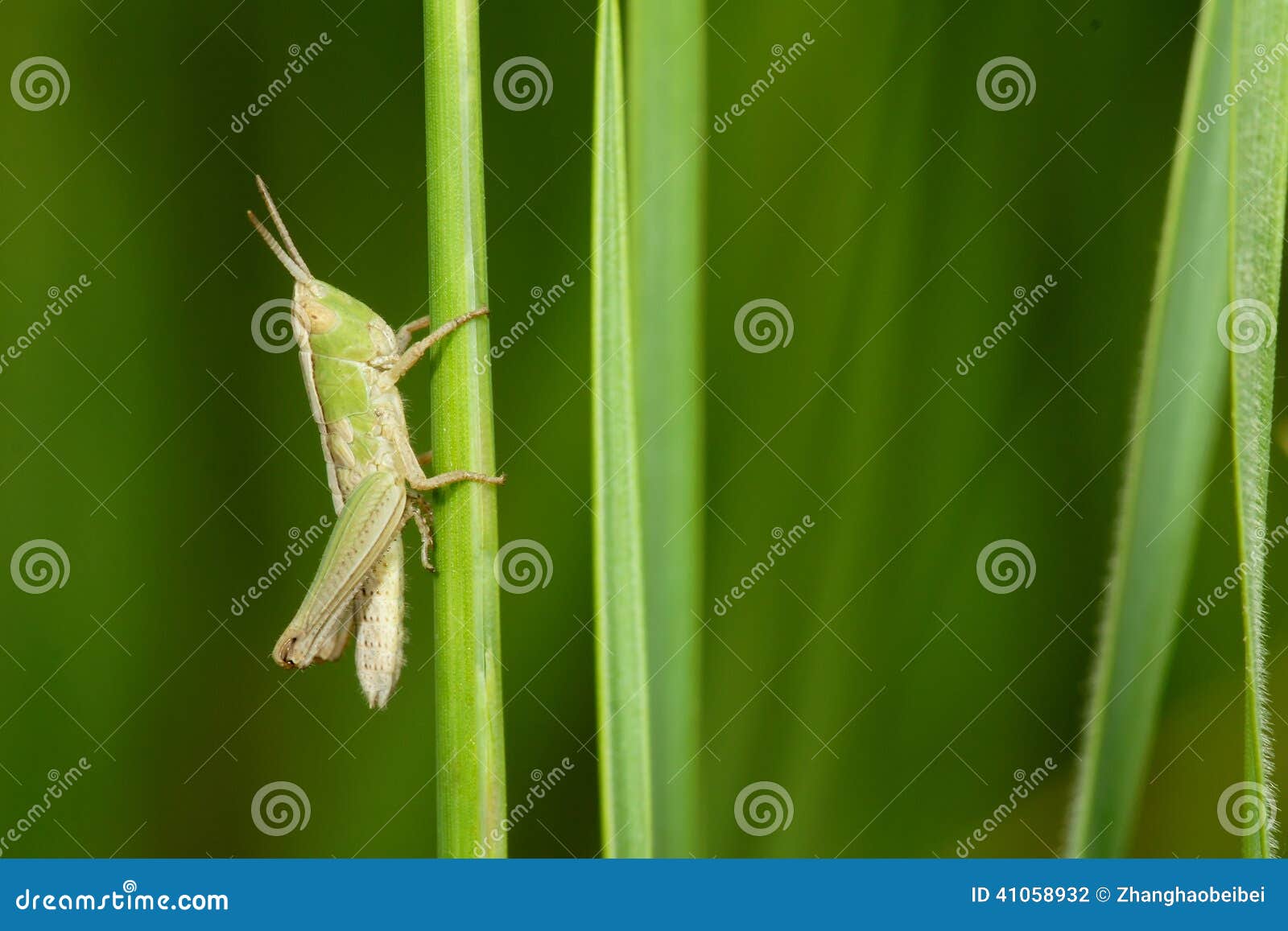 Locust stock photo. Image of bugs, nymph, locust, nymphae - 41058932