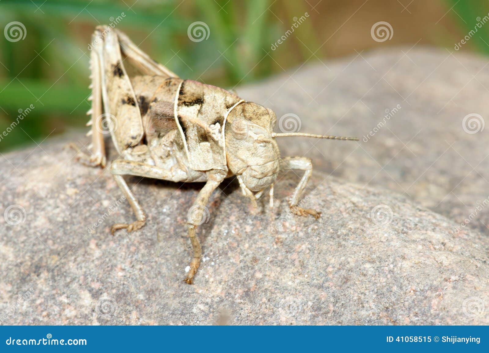 Locust stock image. Image of animals, wildlife, brown - 41058515