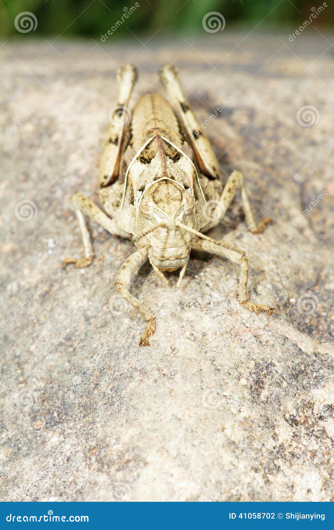 Locust stock photo. Image of wildlife, locust, closeup - 41058702