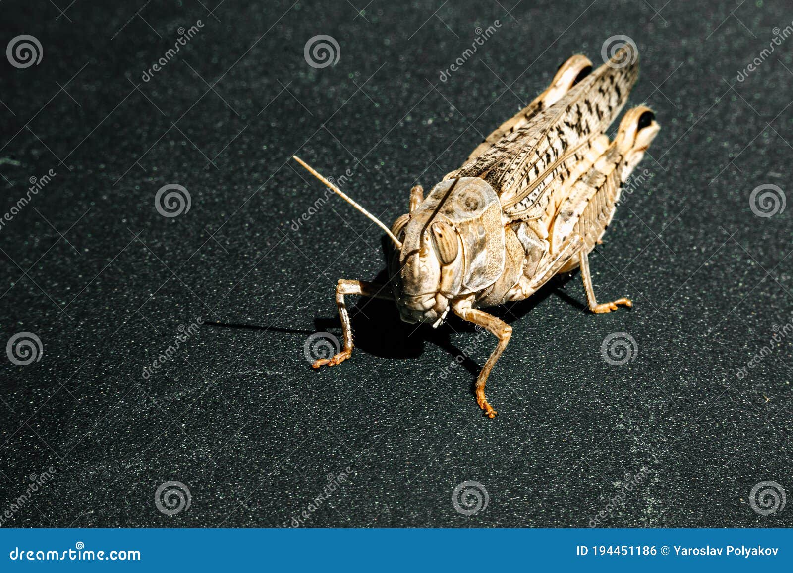 Locust Closeup on Black Background Stock Photo - Image of biology ...
