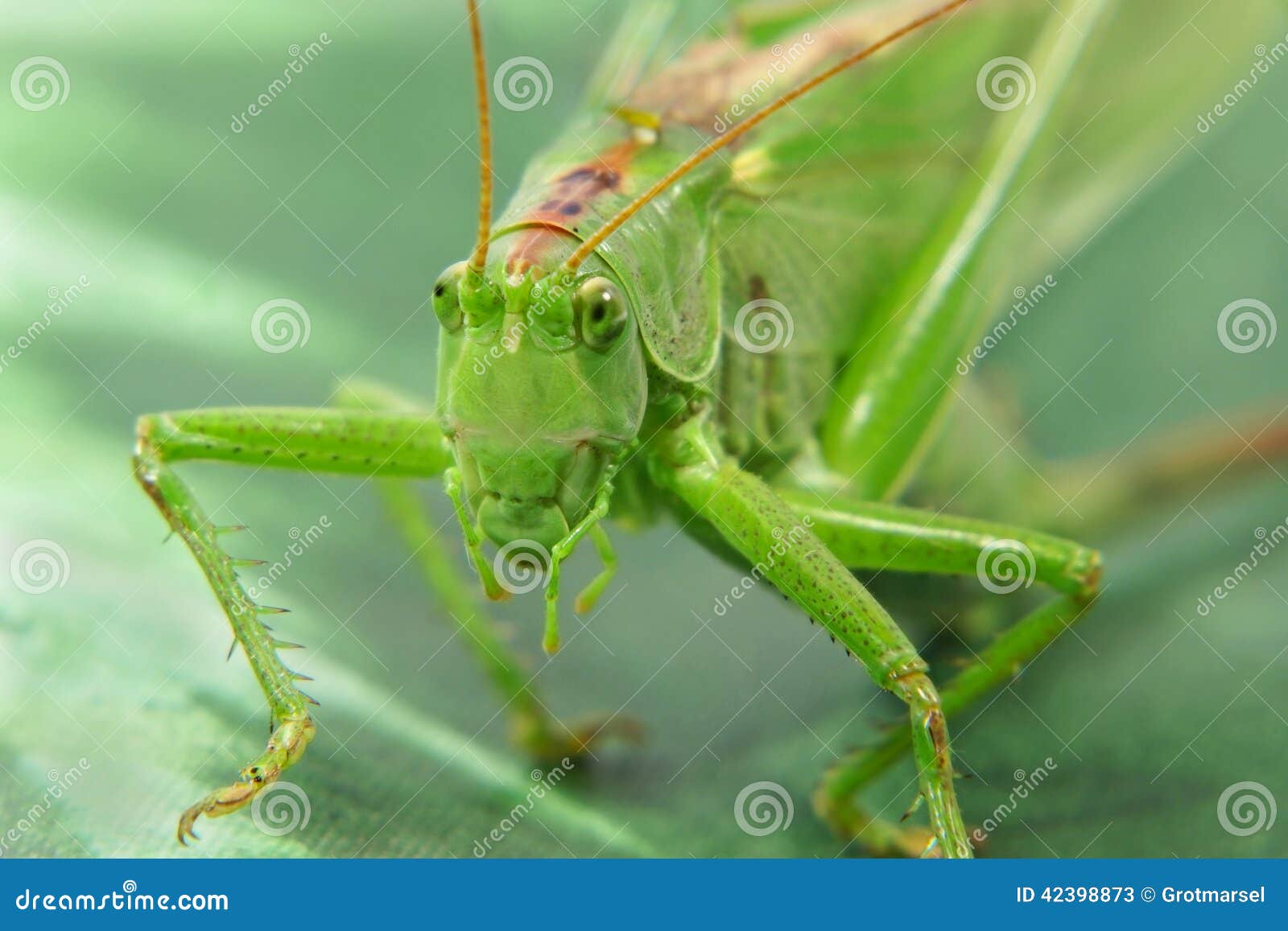 Locust.Closeup. stock image. Image of close, antenna - 42398873