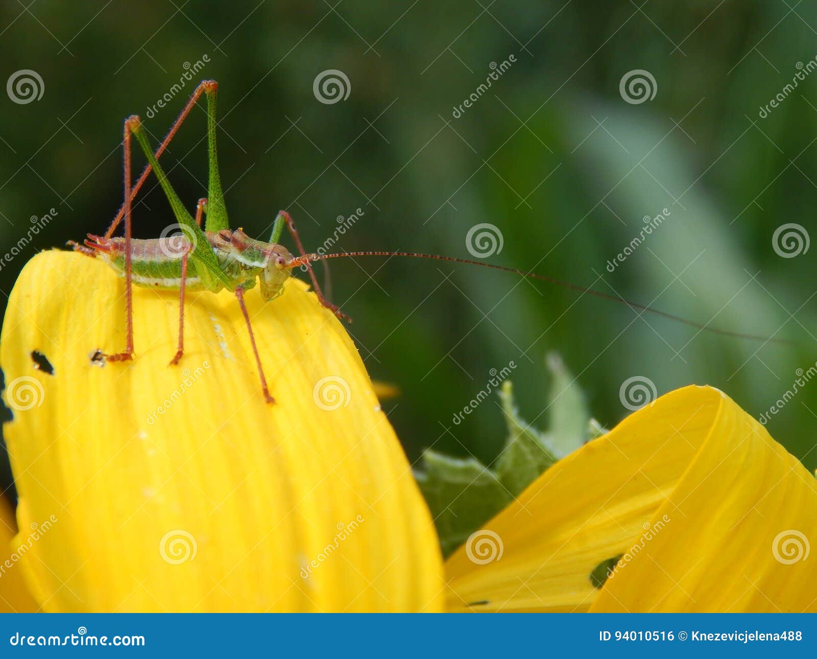 Locust stock photo. Image of serbia, insects, wildlife - 94010516
