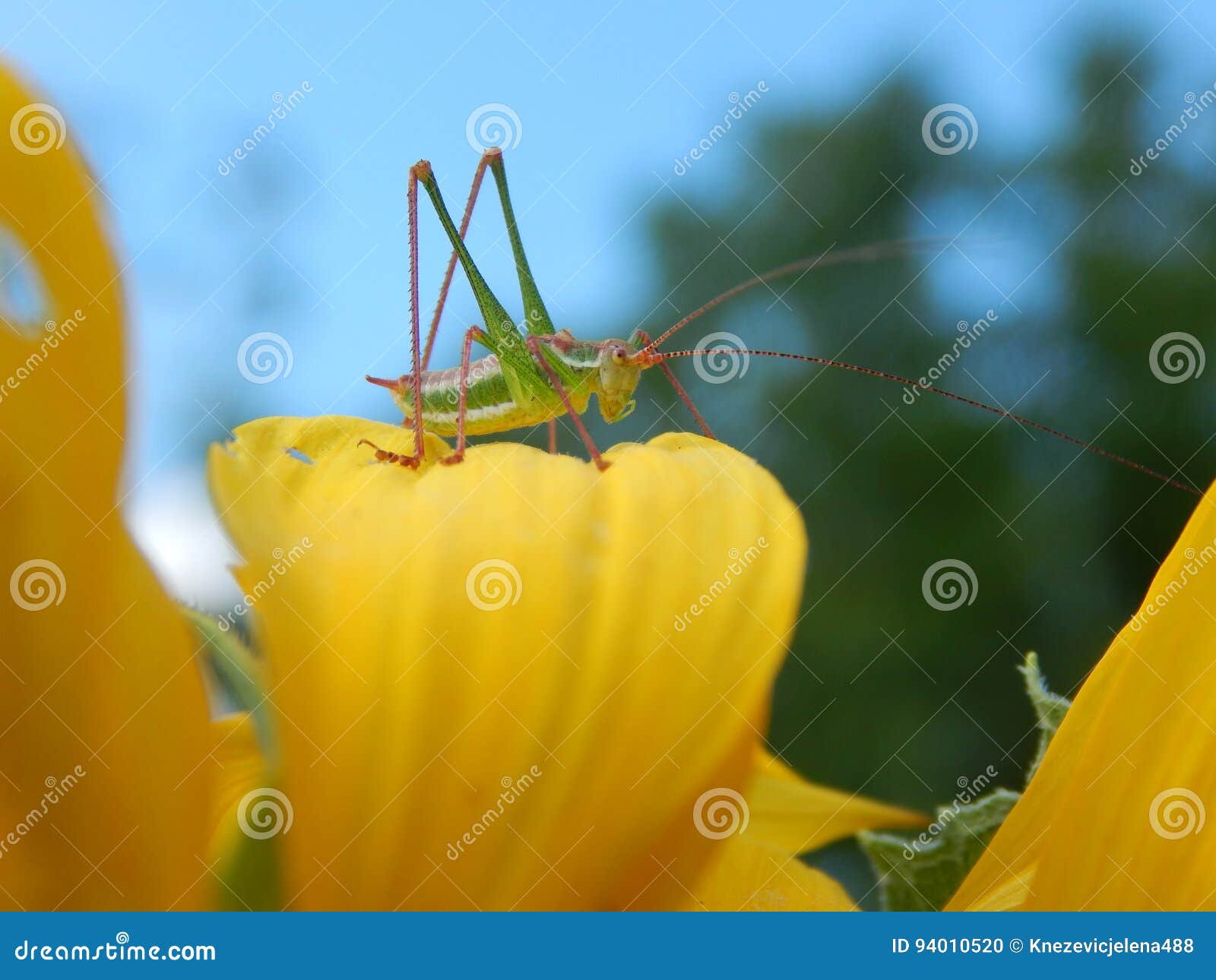 Locust stock photo. Image of flora, nectar, greenlocust - 94010520