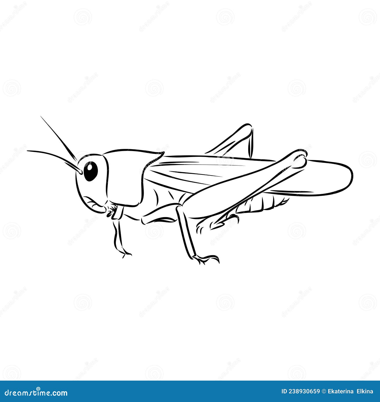 Locust, Contour Sketch Isolated on White Background Vector Stock Vector ...