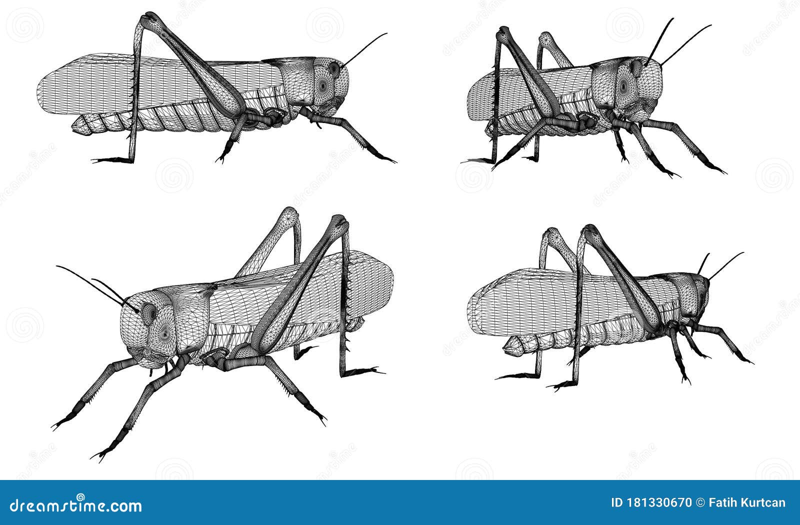 Vector Illustration of a Locust. Stock Illustration - Illustration of ...
