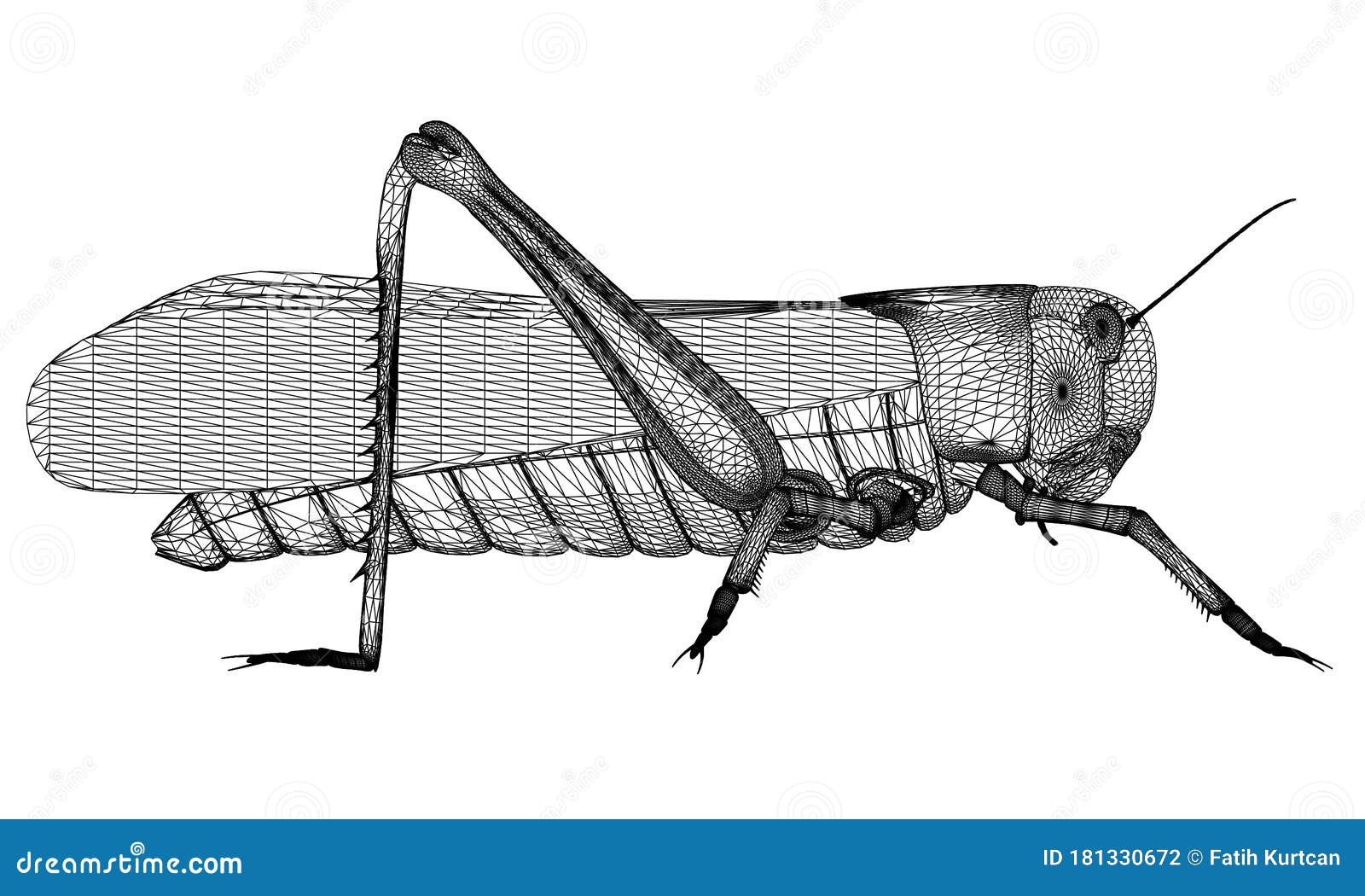 Vector Illustration of a Locust. Stock Illustration - Illustration of ...