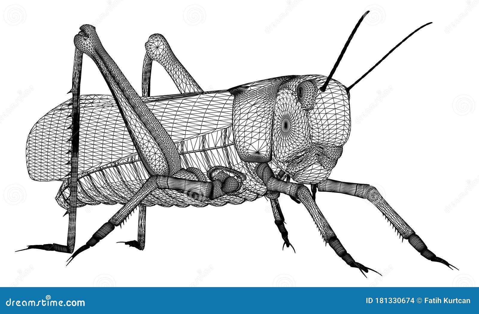 Vector Illustration of a Locust. Stock Illustration - Illustration of ...