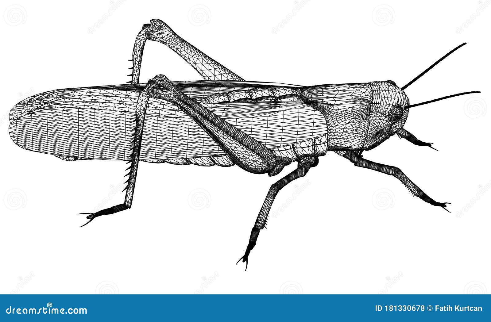 Vector Illustration of a Locust. Stock Illustration - Illustration of ...