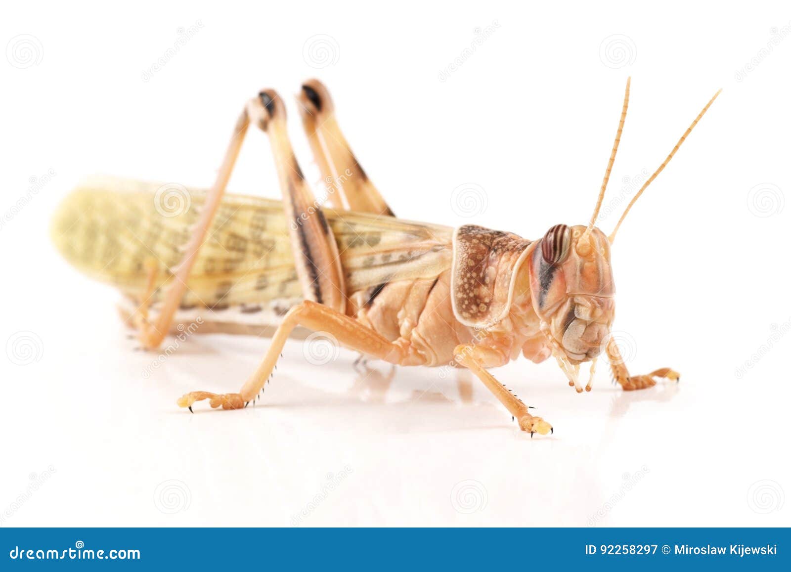 Locust, Desert Locust Schistocerca Gregaria, Immediately after Molt ...