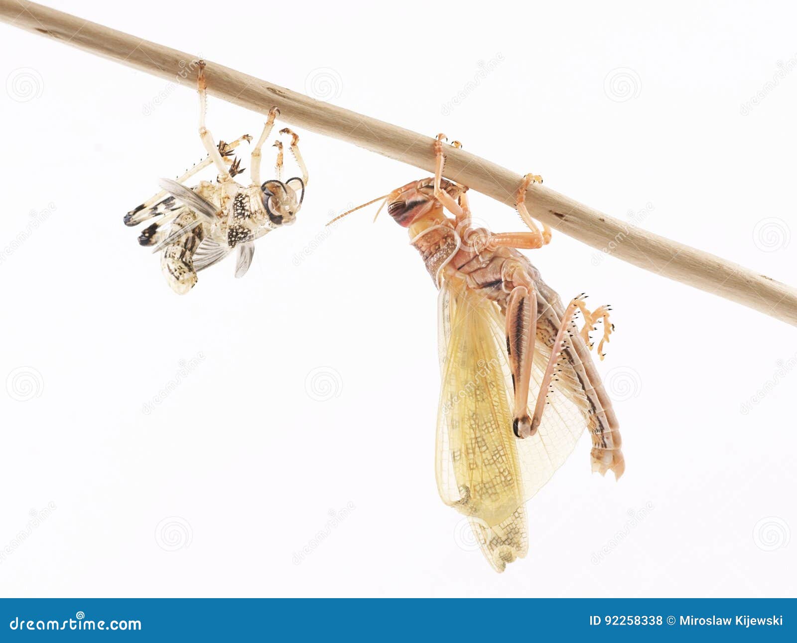 Locust, Desert Locust Schistocerca Gregaria, Immediately after Molt ...