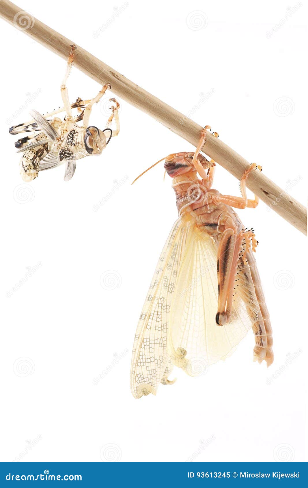Locust, Desert Locust Schistocerca Gregaria, Immediately after Molt ...
