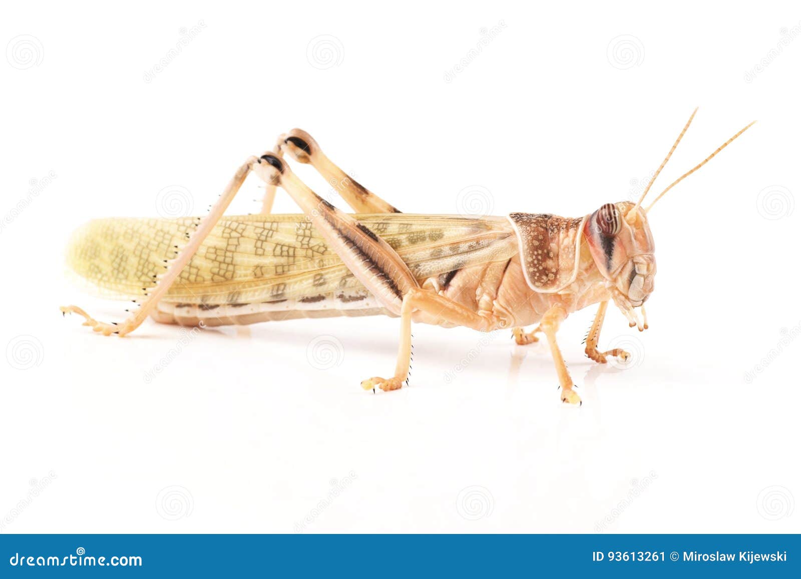 Locust, Desert Locust Schistocerca Gregaria, Immediately after Molt ...