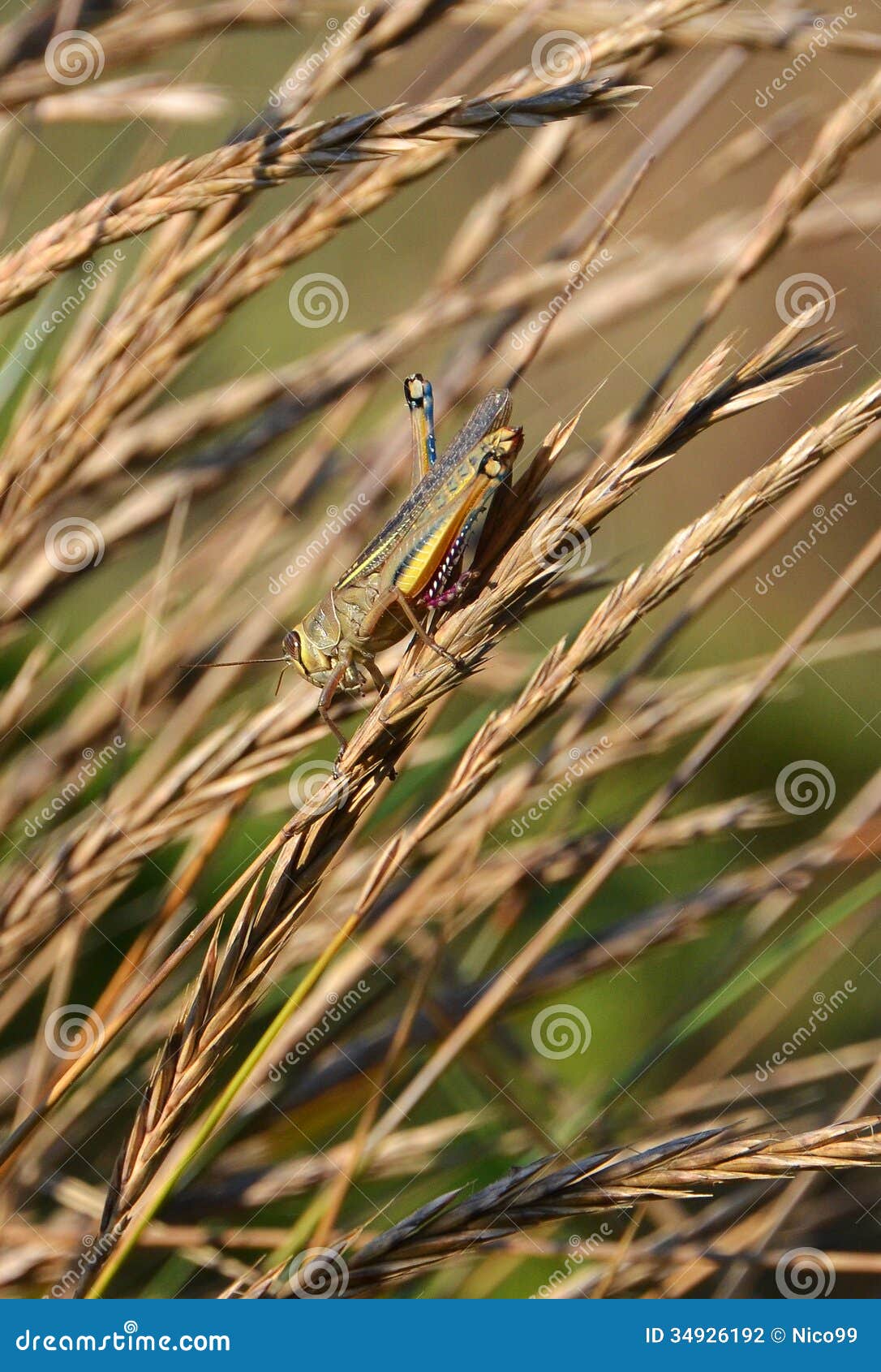 Locust in the Ears of Corn Field Stock Photo - Image of locust, insects ...