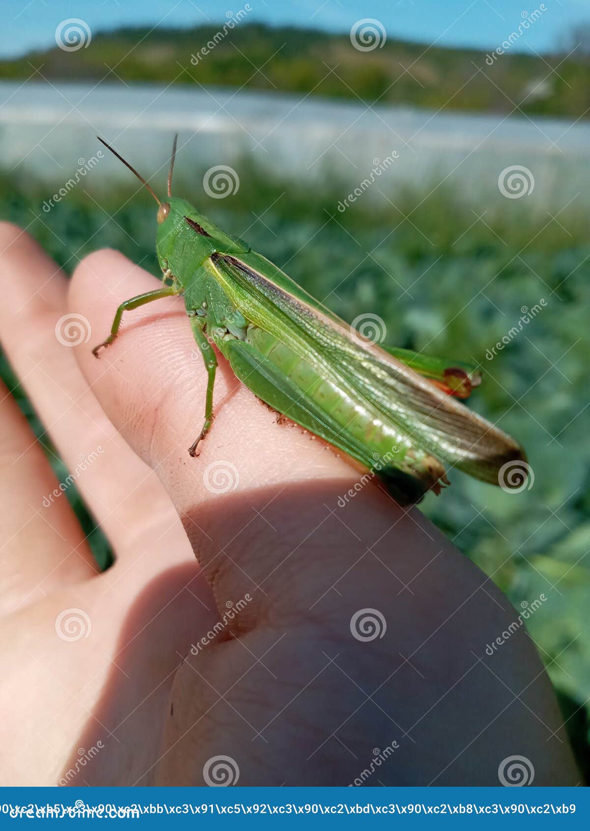 Locust stock photo. Image of grass, arthropod, invertebrate - 239998754
