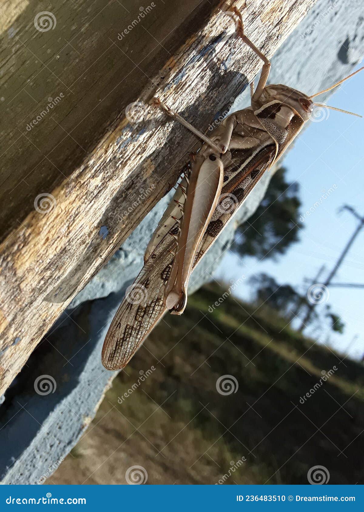 Locust on frame stock photo. Image of blue, water, nature - 236483510