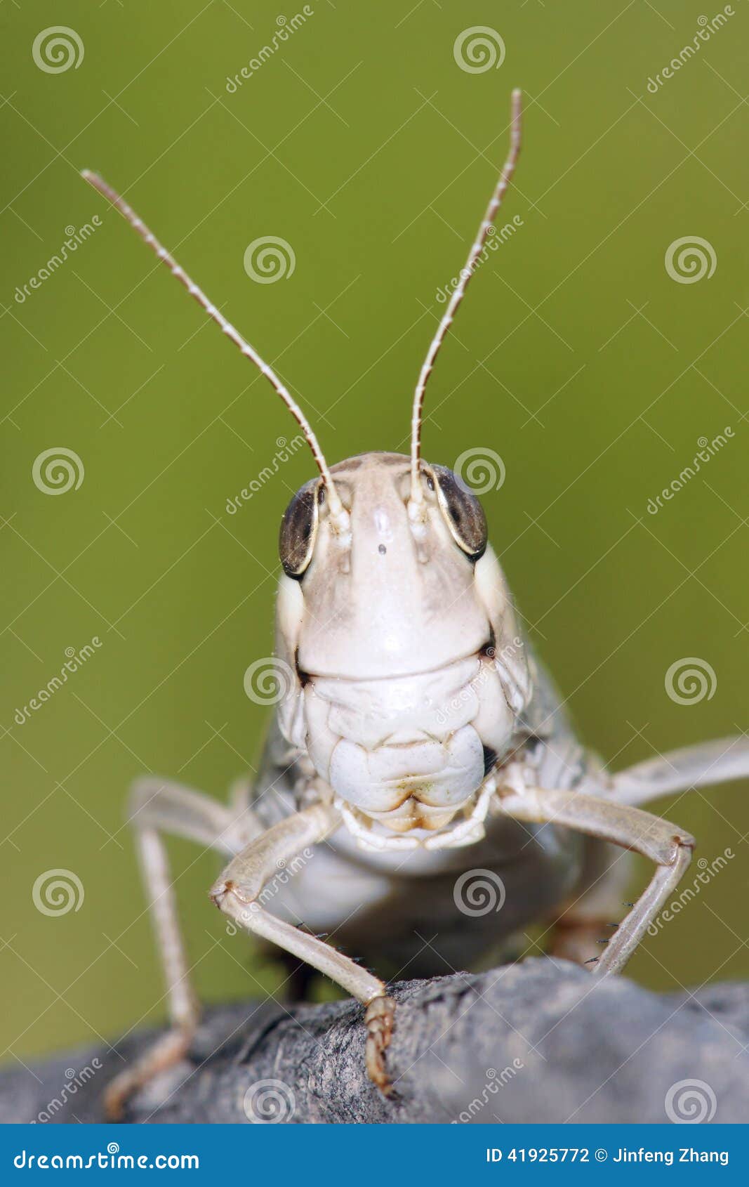 Locust stock photo. Image of wild, macro, tentacle, bugs - 41925772