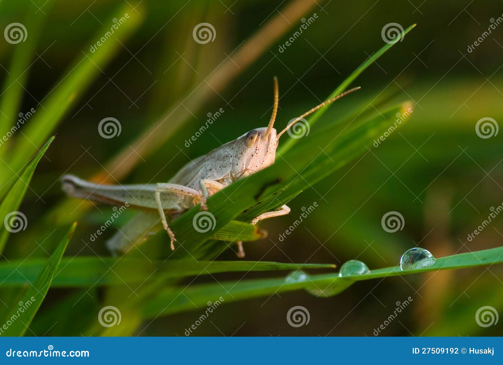 Locust in the grass stock photo. Image of growing, legs - 27509192