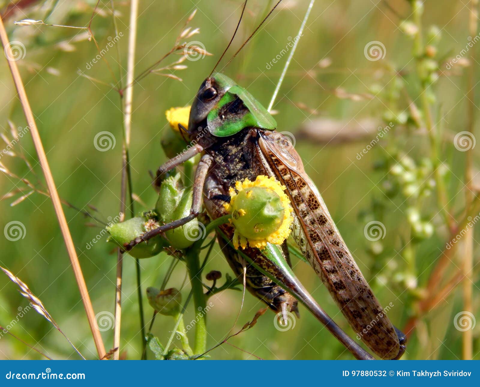 Locust on the grass stock photo. Image of jump, locust - 97880532