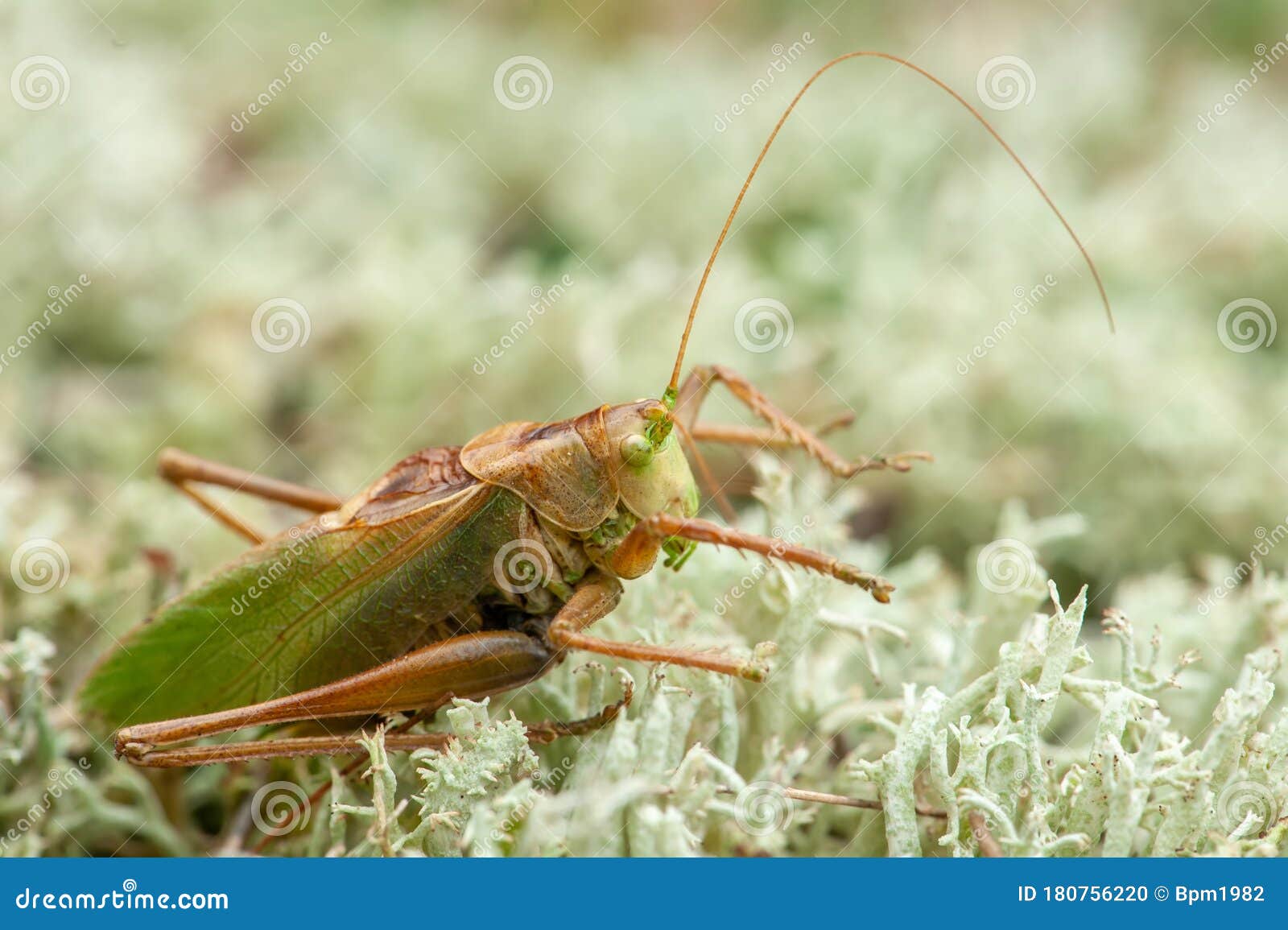 Locust. Grass Hopper. A Locust Aka Grasshopper Photographed With A 100 ...