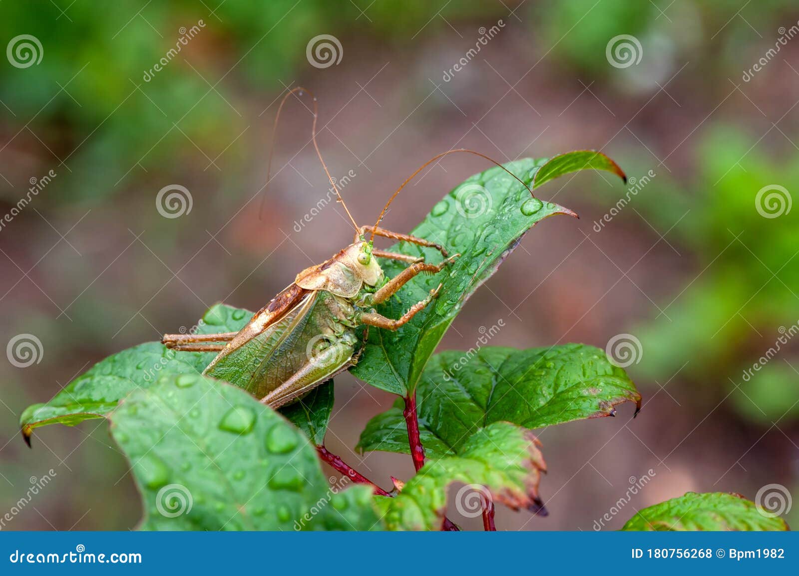 Locust. Grass Hopper. Grasshopper Hanging Out in a Summer Meadow Stock ...