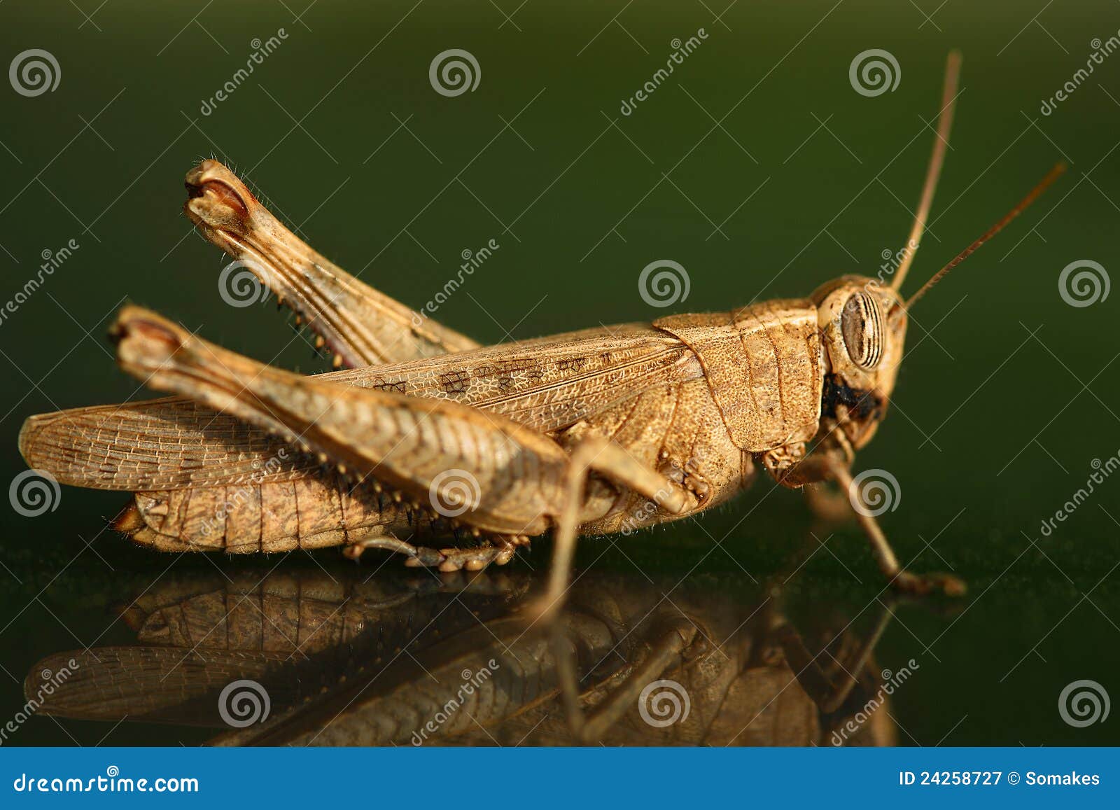 Locust on green background stock image. Image of swarming - 24258727