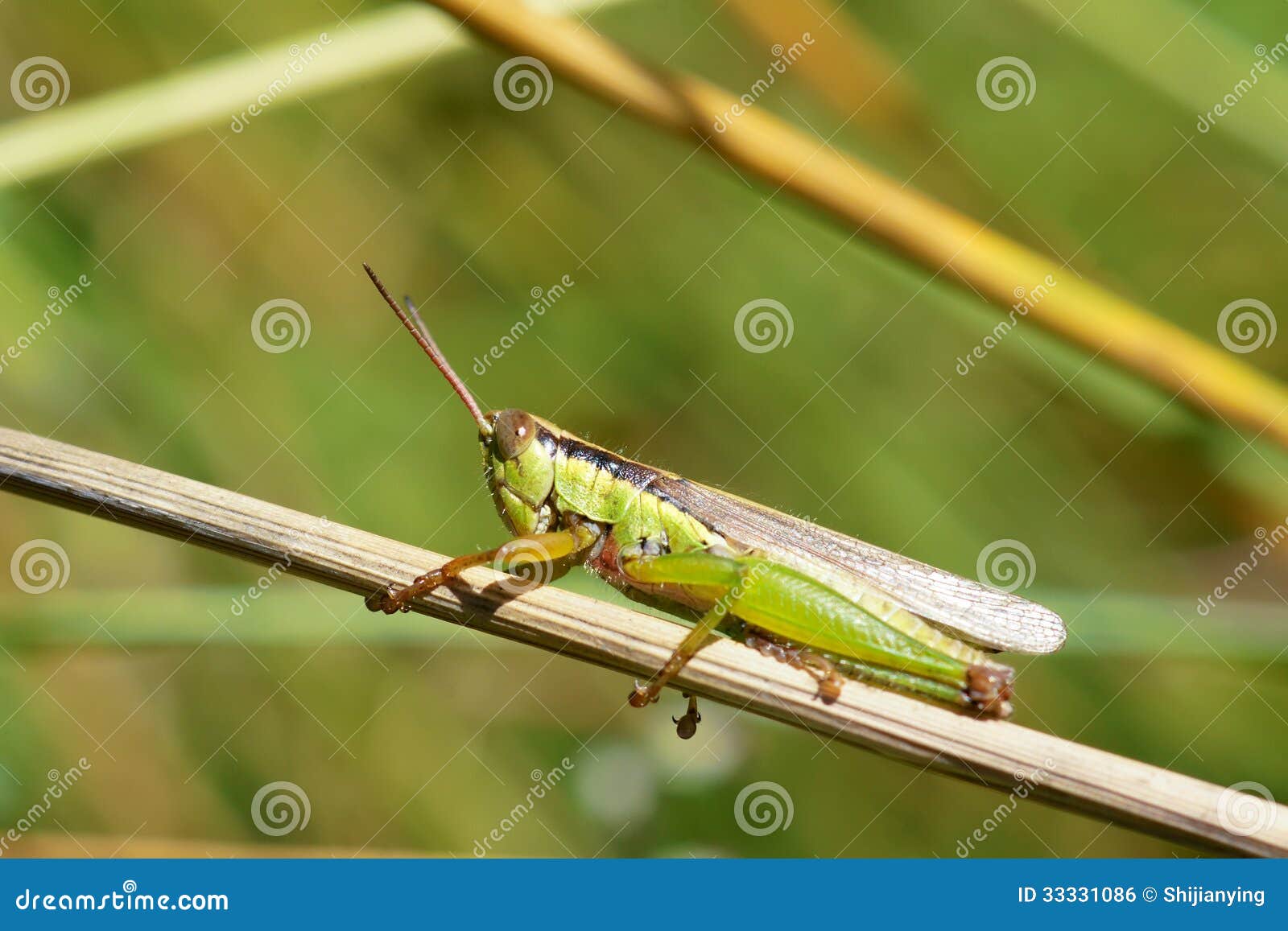 Locust stock photo. Image of grass, locust, closeup, wildlife - 33331086