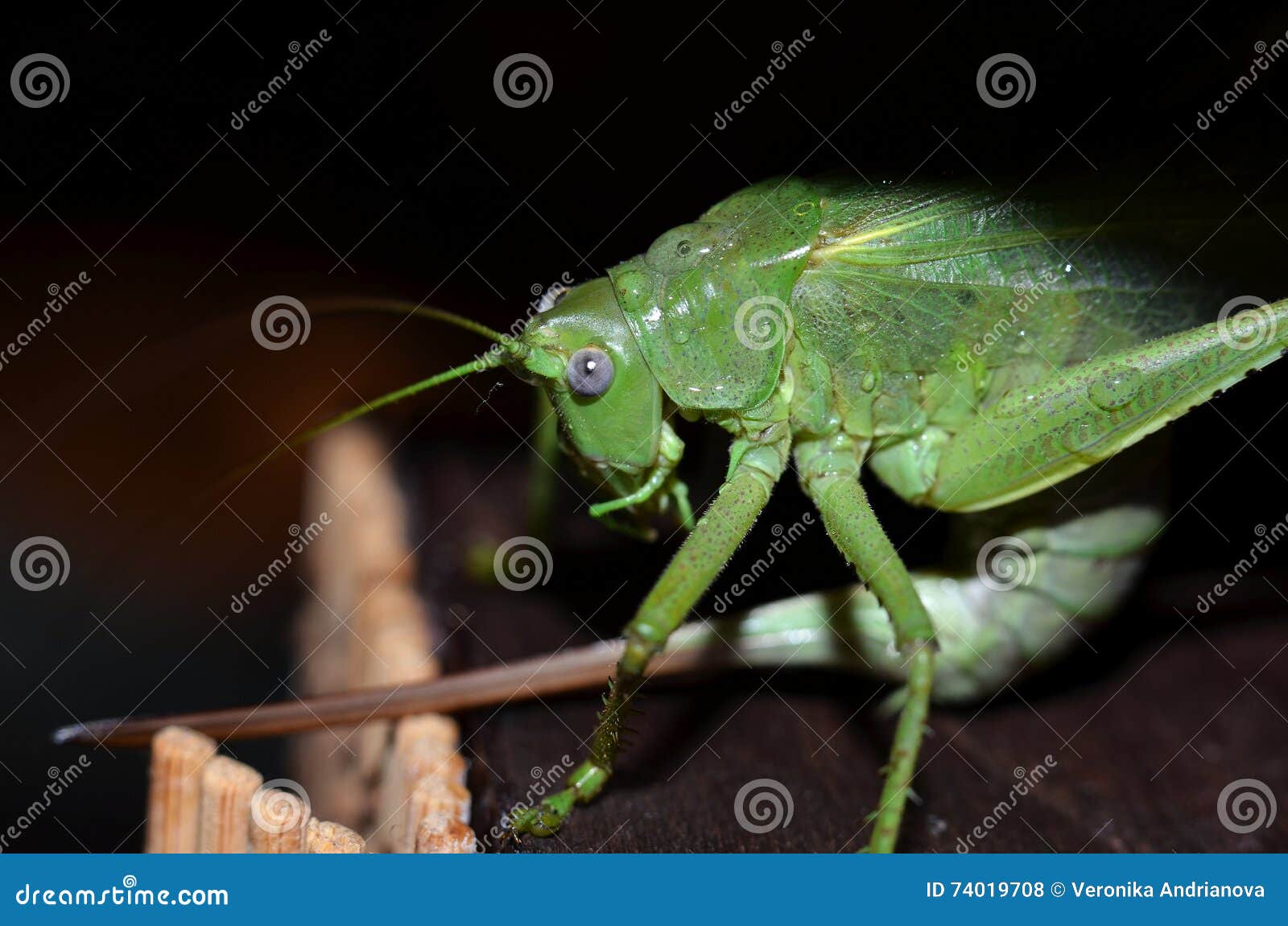 Locust green stock photo. Image of drop, animal, green - 74019708
