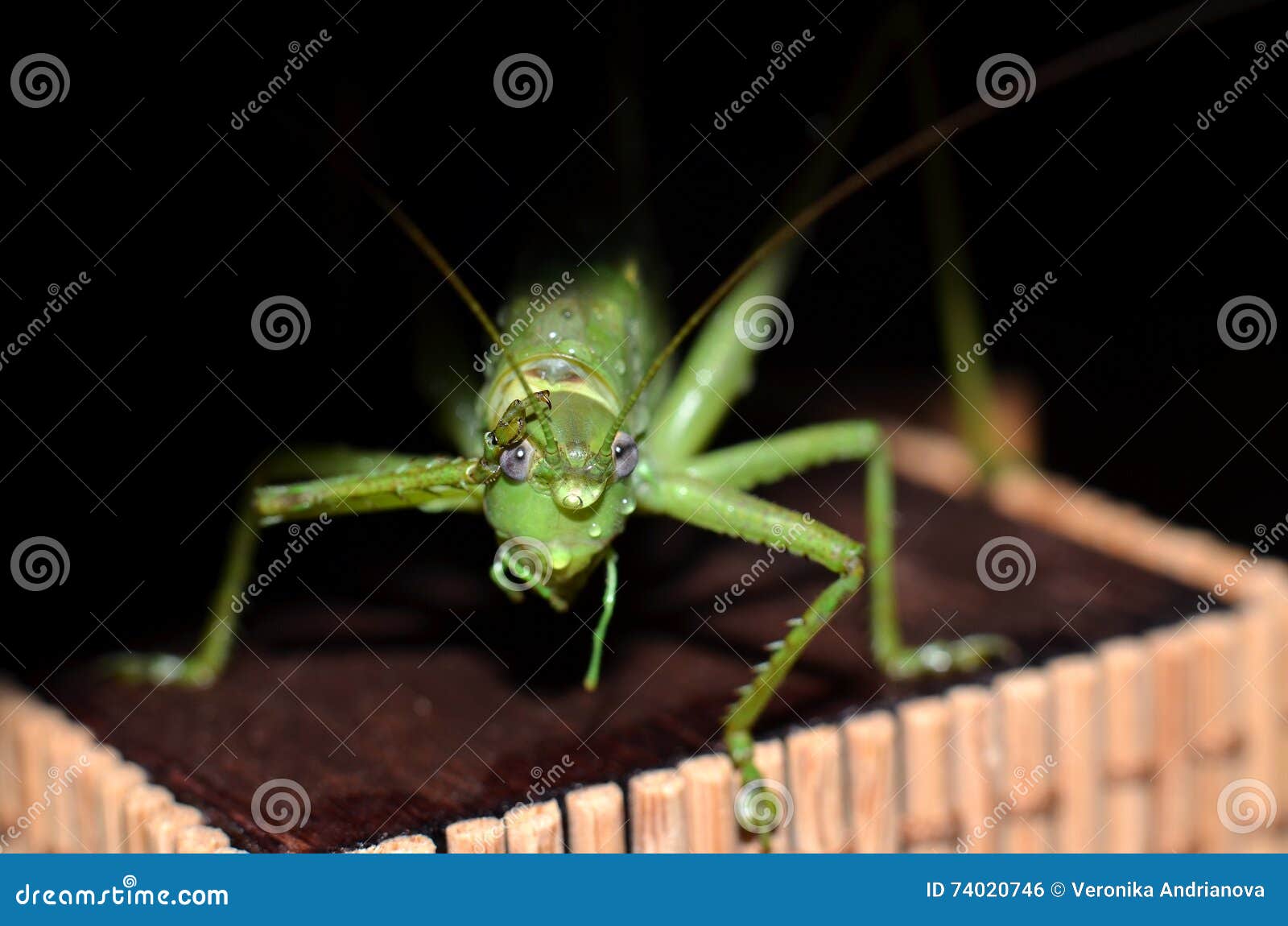 Locust green stock photo. Image of organism, insects - 74020746