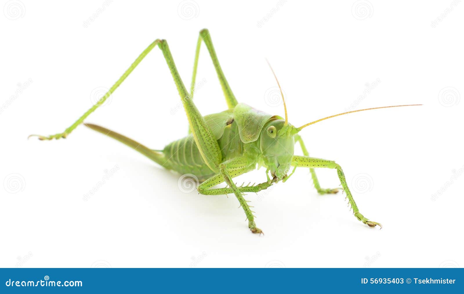 Locust stock image. Image of colors, macro, large, green - 56935403