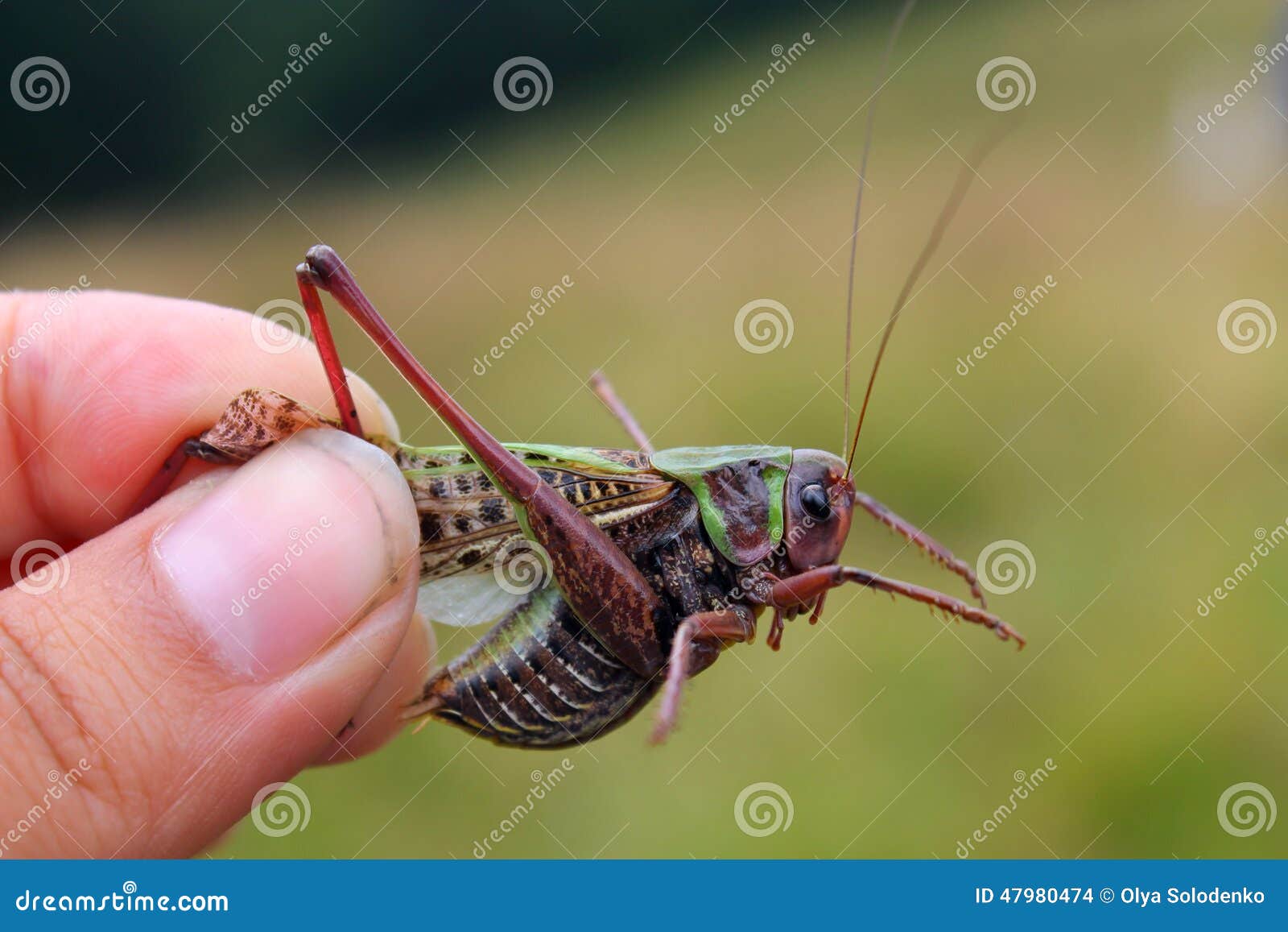 Locust stock photo. Image of grass, large, thumb, animal - 47980474