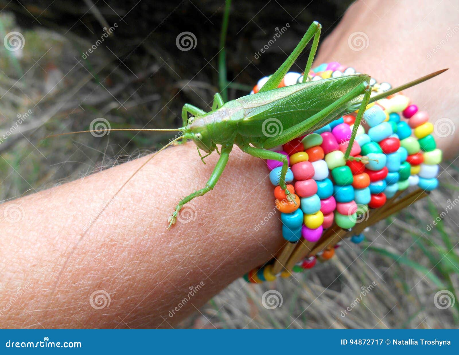 Locust on a hand stock image. Image of background, colorful - 94872717