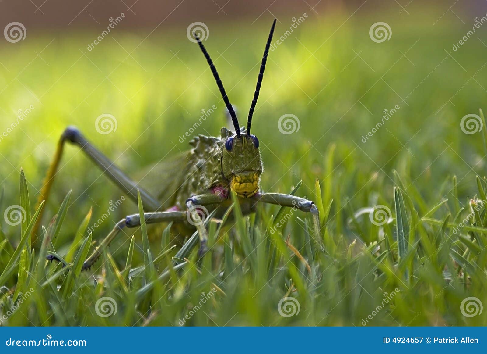 Locust - Head on 02 stock image. Image of ratmandude, jumper - 4924657
