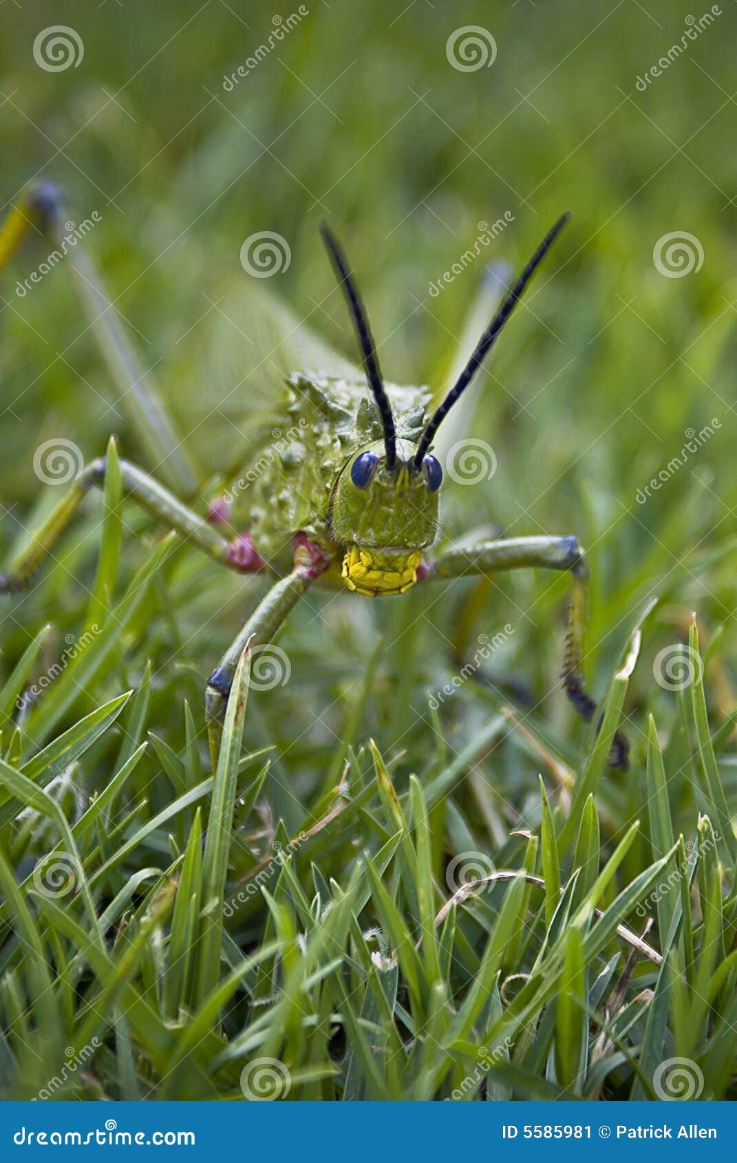 Locust - Head on stock image. Image of yellow, veracious - 5585981