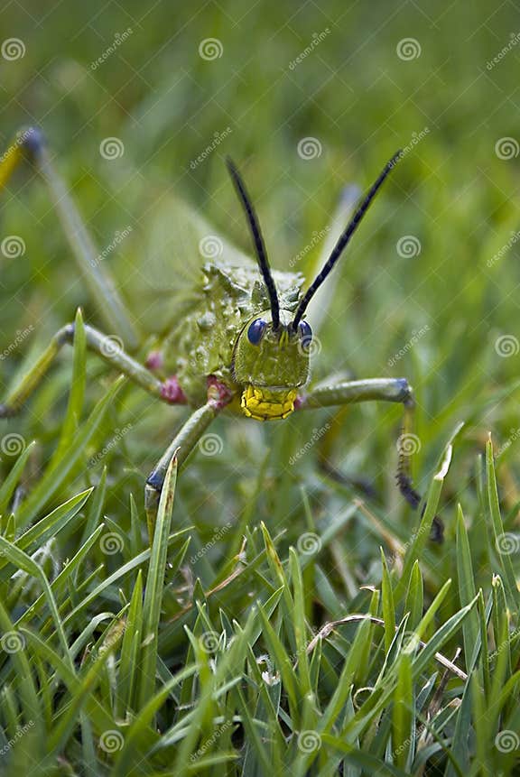 Locust - Head on stock image. Image of yellow, veracious - 5585981