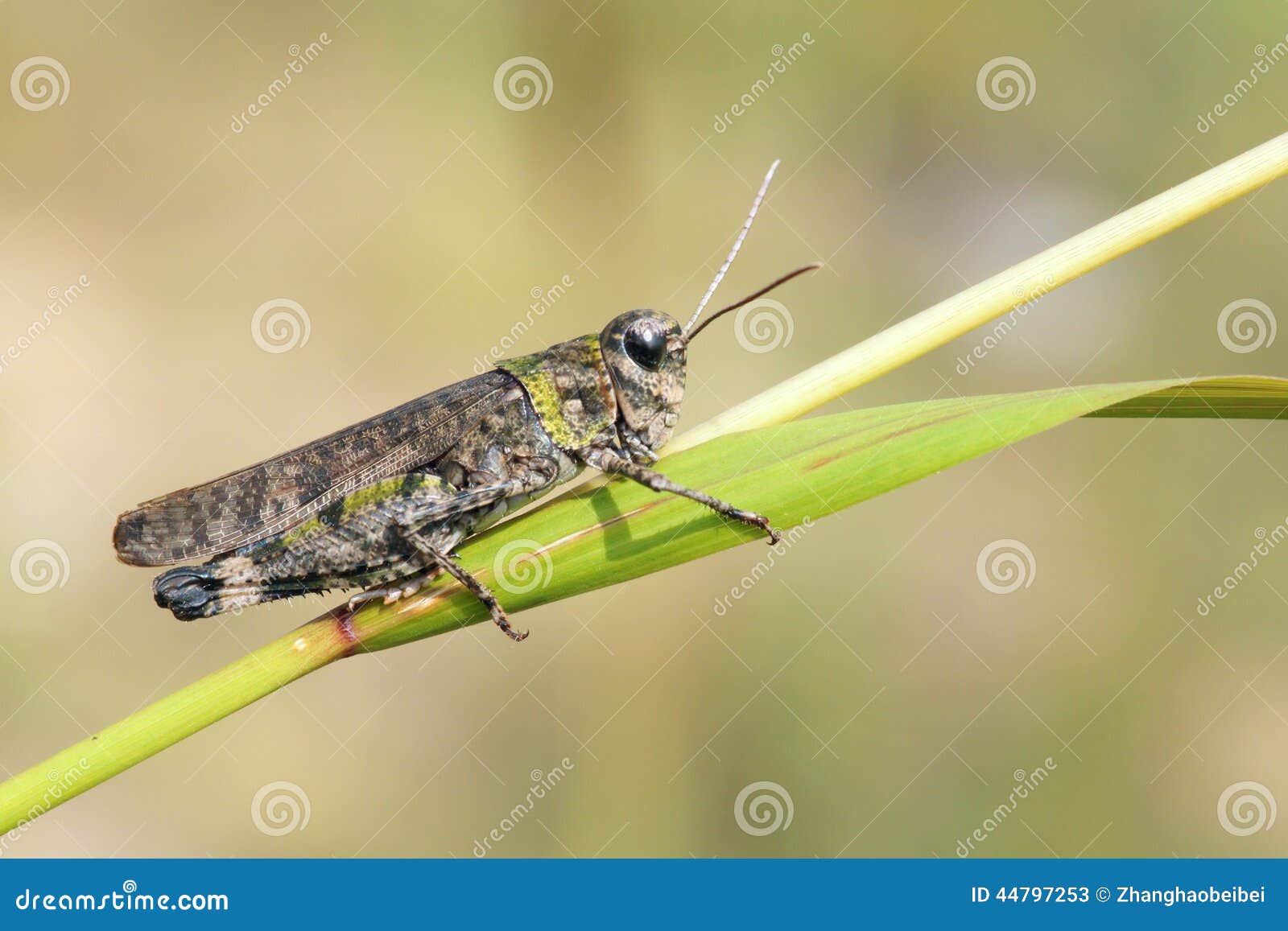 Locust imago stock image. Image of life, insect, macro - 44797253