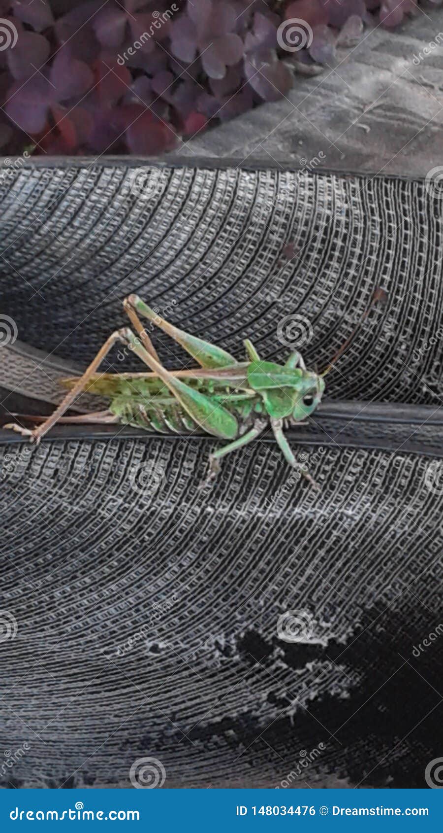 Locust stock photo. Image of suntan, grasshopper, gentle - 148034476