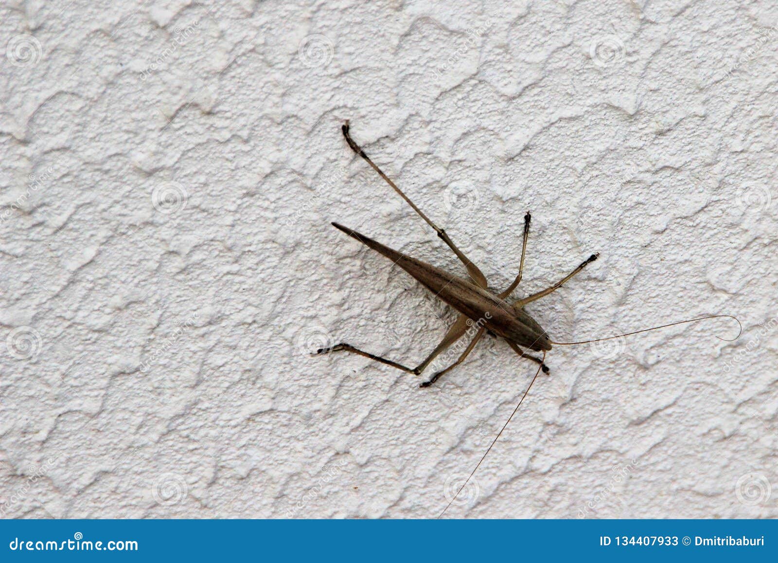 Locust Insect with Long Whiskers Against the Background of a White ...