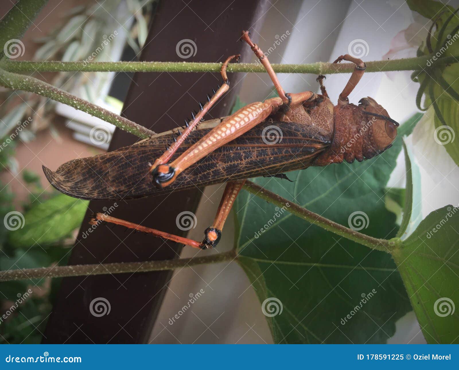 Locust insect, plague stock image. Image of invertebrate - 178591225