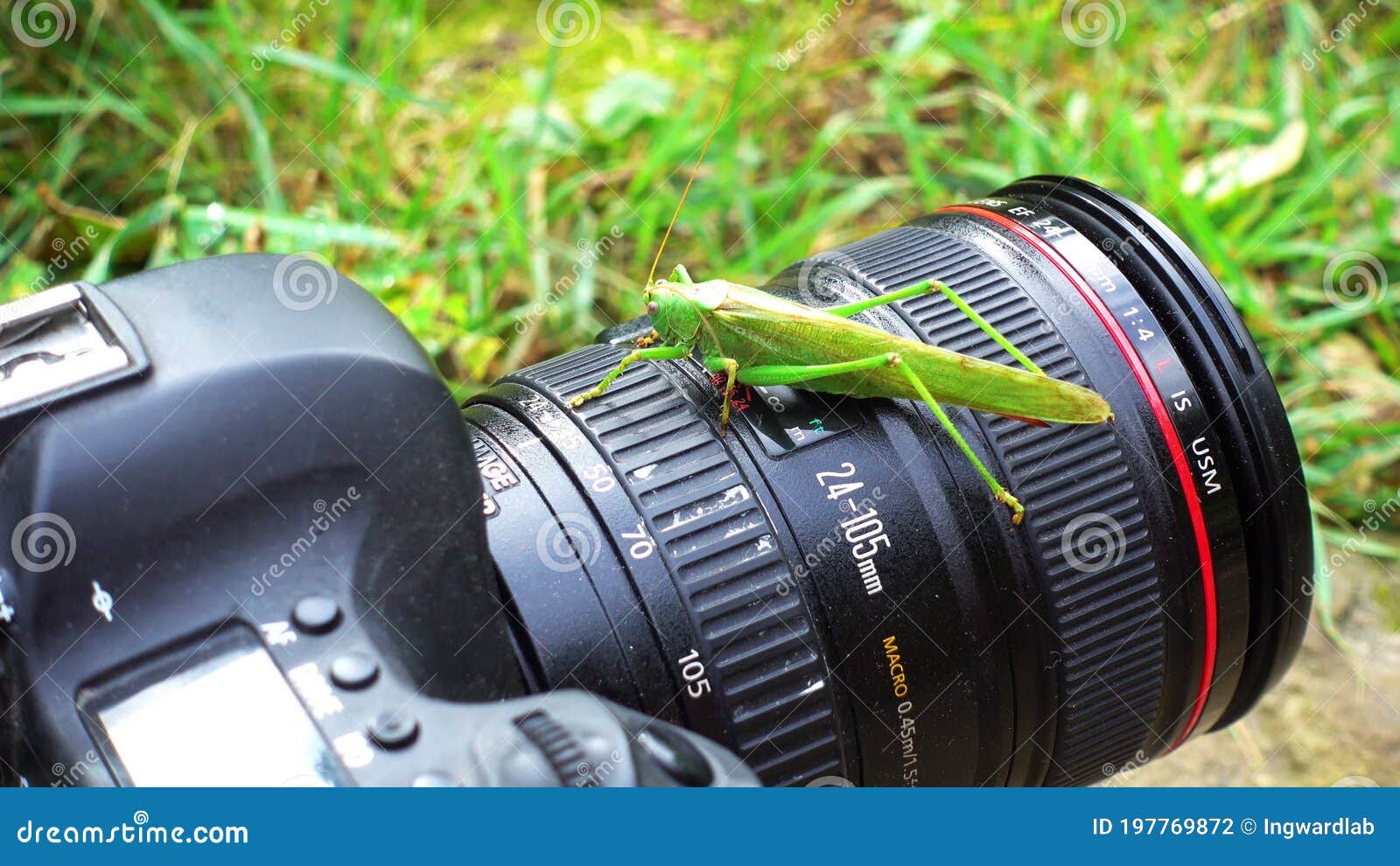 Locust Insect Sits on the Camera Lens. Stock Footage - Video of green ...