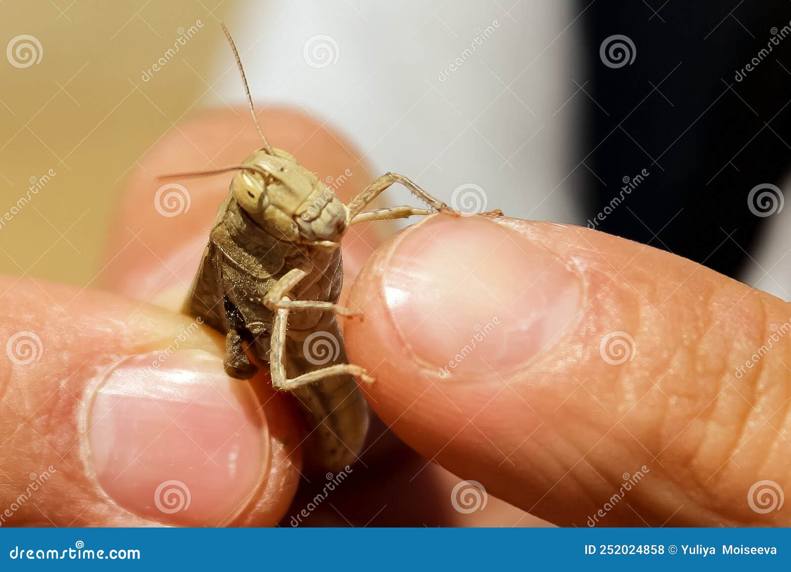 A Locust Insect is Sitting on a Man`s Arm Stock Photo - Image of locust ...