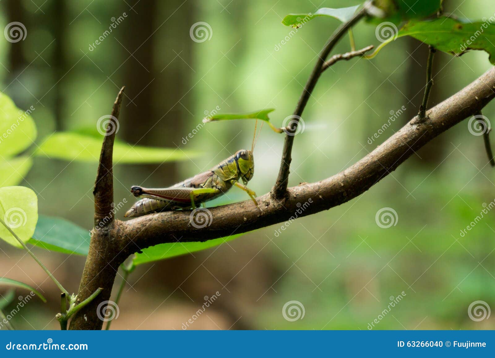 Locust stock photo. Image of brown, locust, little, foot - 63266040