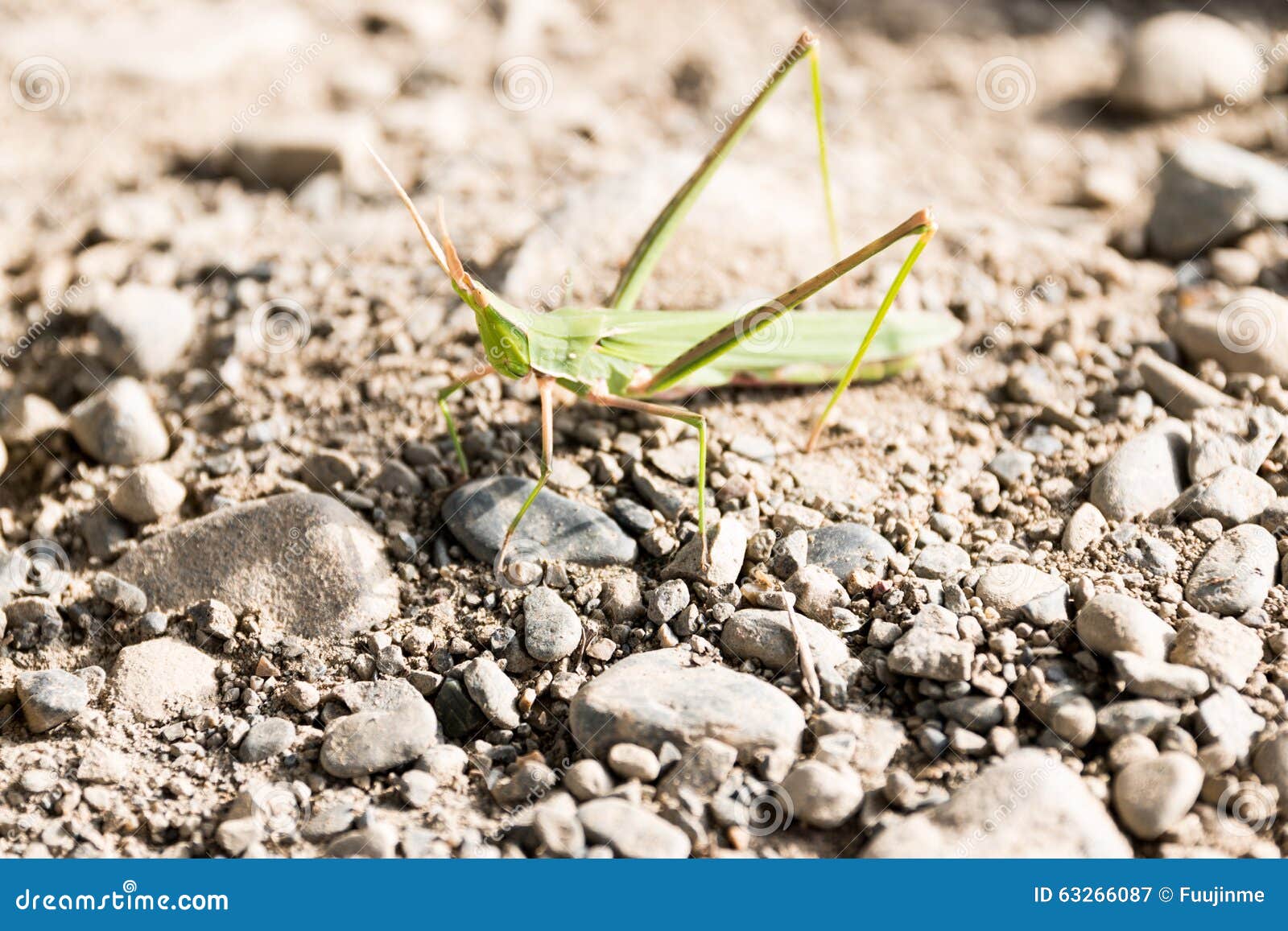Locust stock image. Image of beauty, insect, locust, color - 63266087