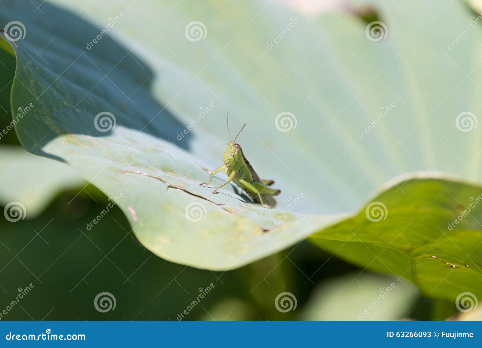 Locust stock image. Image of color, morning, grasshopper - 63266093
