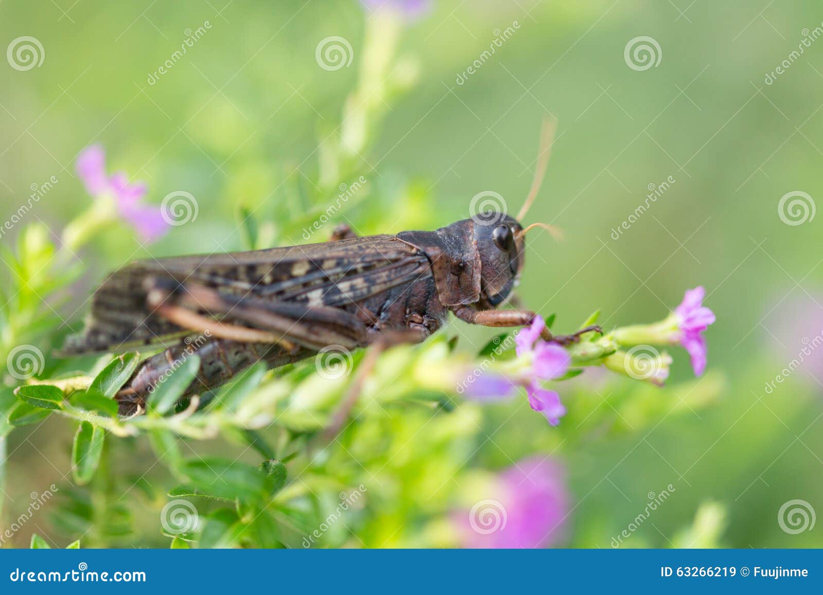 Locust stock image. Image of wild, animal, legs, natural - 63266219